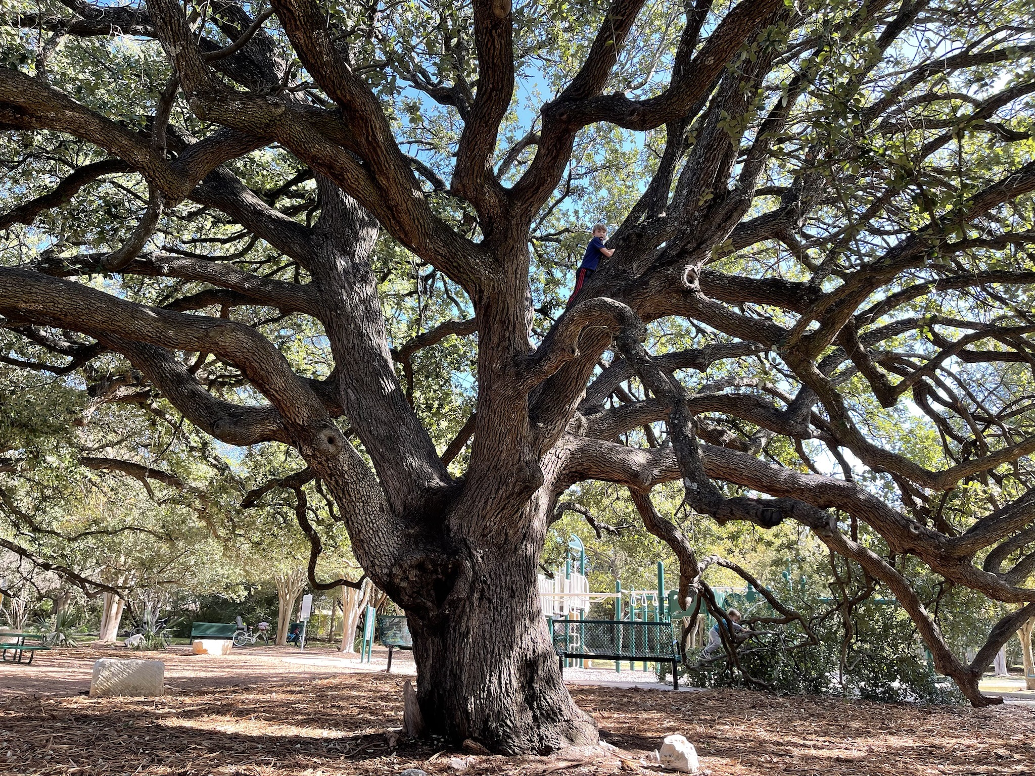 The Best Spots to Climb Trees in Austin - Austin Fun for Kids