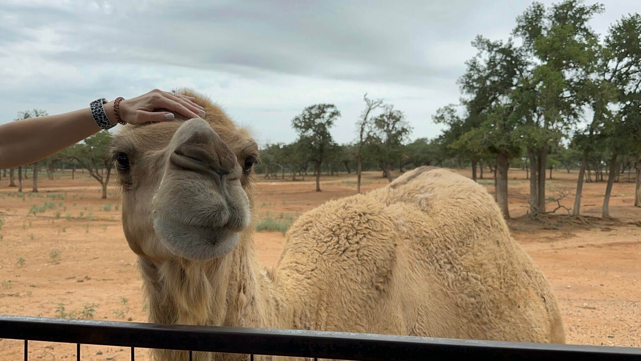 A Unique Wildlife Adventure at The Exotic Resort Zoo - Austin Fun for Kids