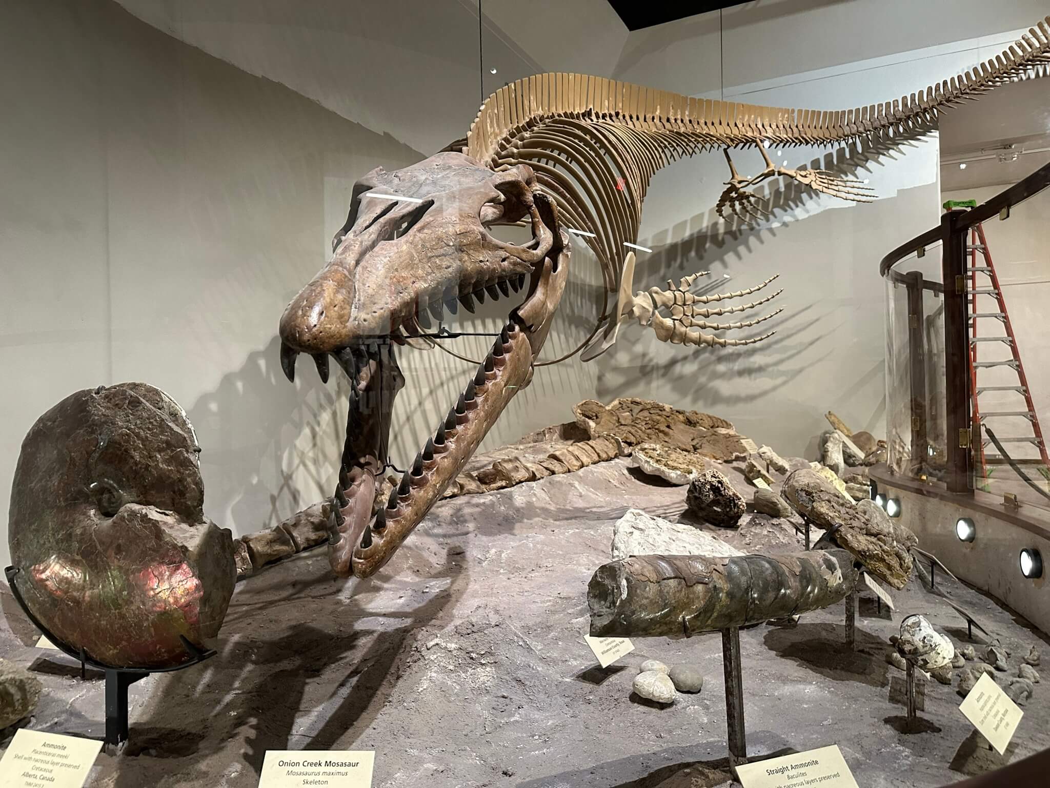 Texas Science & Natural History Museum Is Now Open! - Austin Fun for Kids